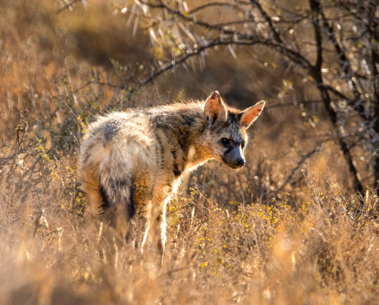 101 Animals That Start with A: From Agile Aardvarks to Majestic Addaxes ...