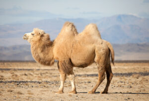100 Animals That Start with B: From Majestic Bald Eagles to Elusive ...