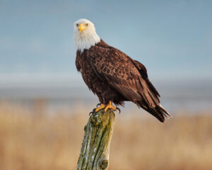 100 Animals That Start with B: From Majestic Bald Eagles to Elusive ...