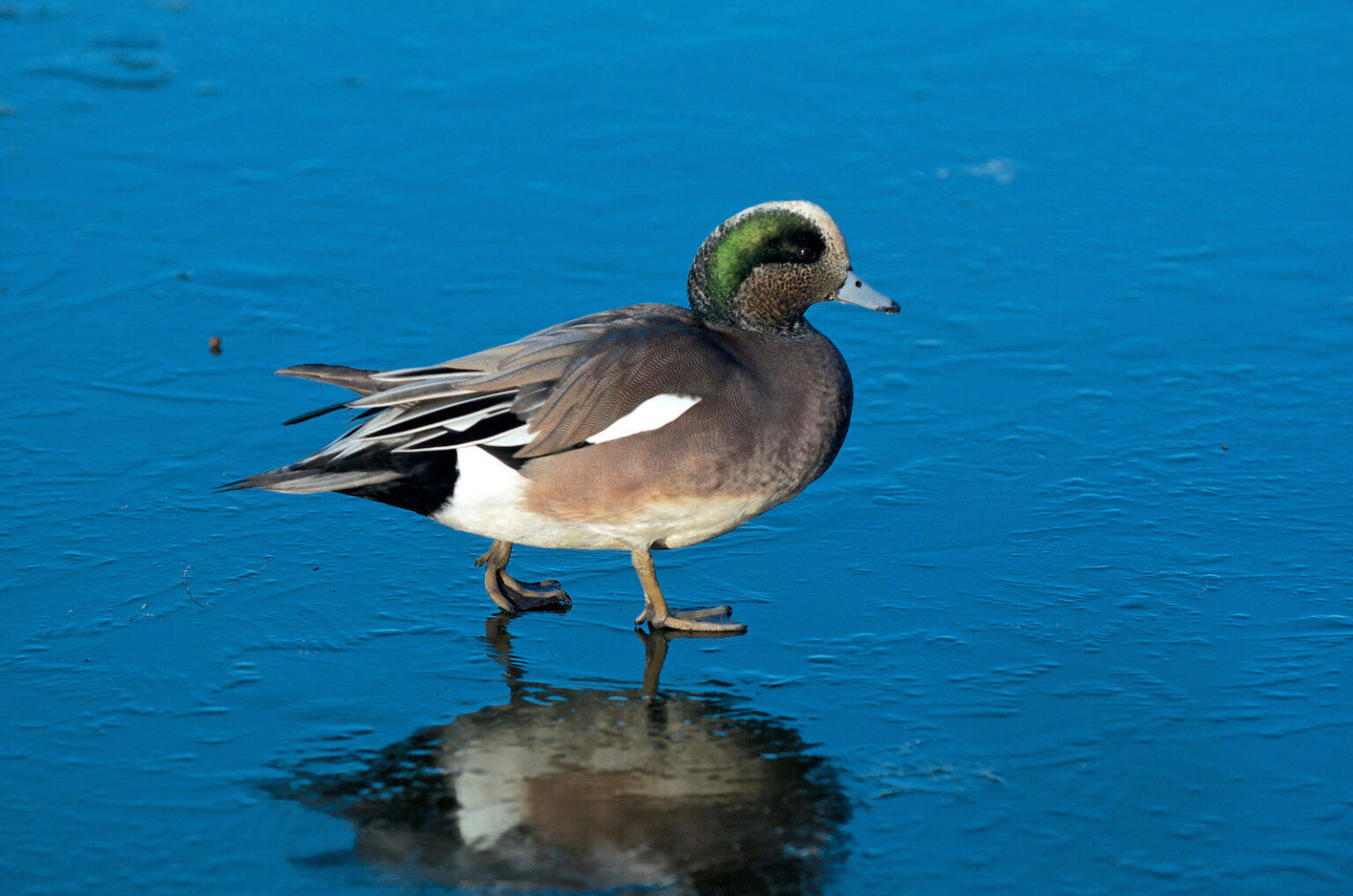 100 Animals That Start with B: From Majestic Bald Eagles to Elusive ...