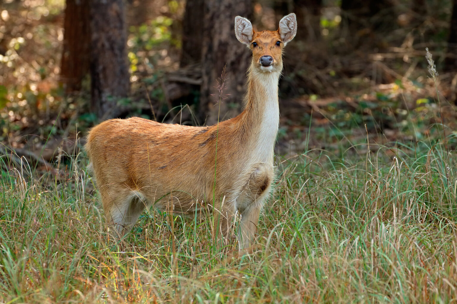 100 Animals That Start with B: From Majestic Bald Eagles to Elusive ...