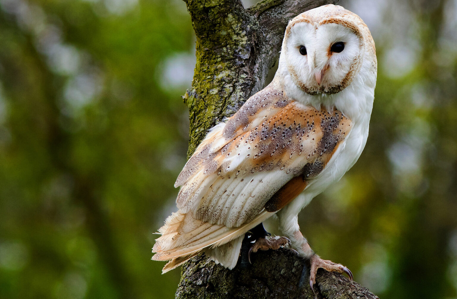 100 Animals That Start with B: From Majestic Bald Eagles to Elusive ...