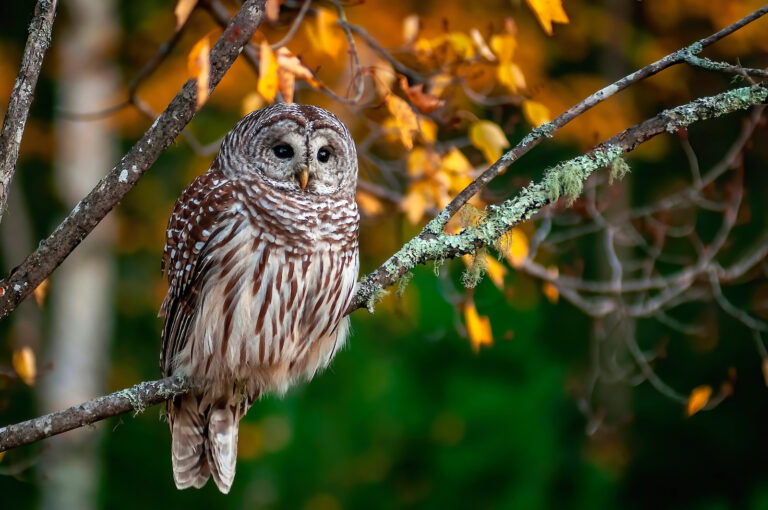 100 Animals That Start with B: From Majestic Bald Eagles to Elusive ...