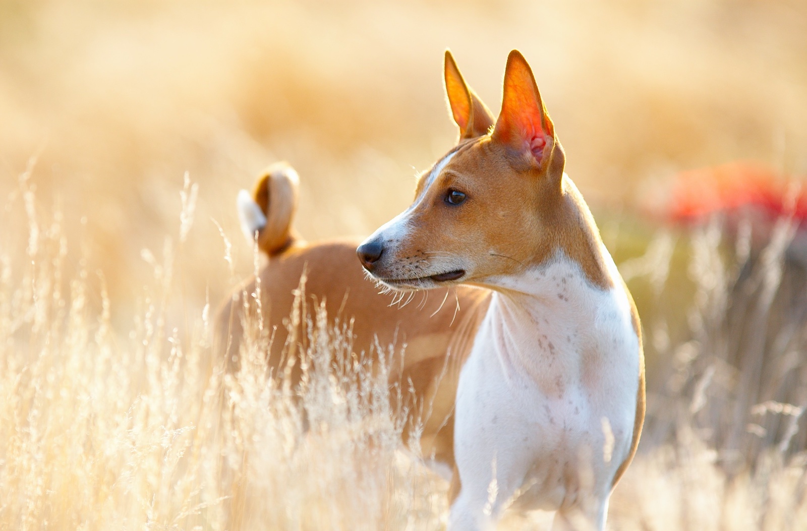100 Animals That Start with B: From Majestic Bald Eagles to Elusive ...