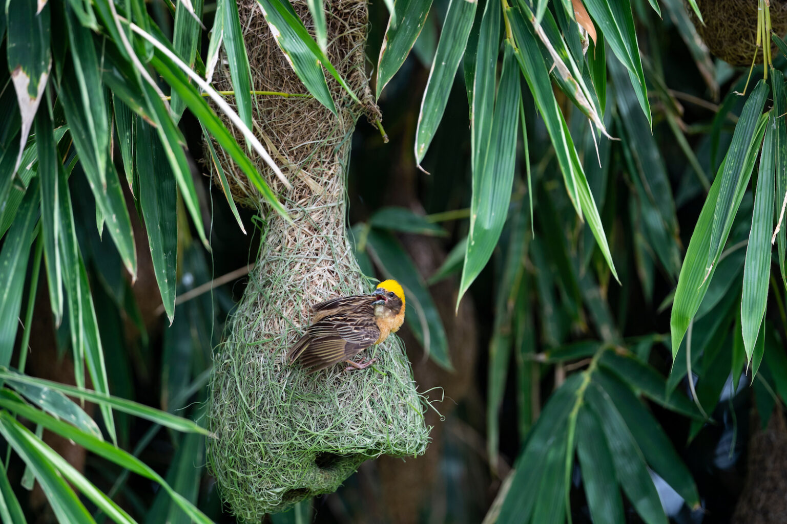 100 Animals That Start with B: From Majestic Bald Eagles to Elusive ...