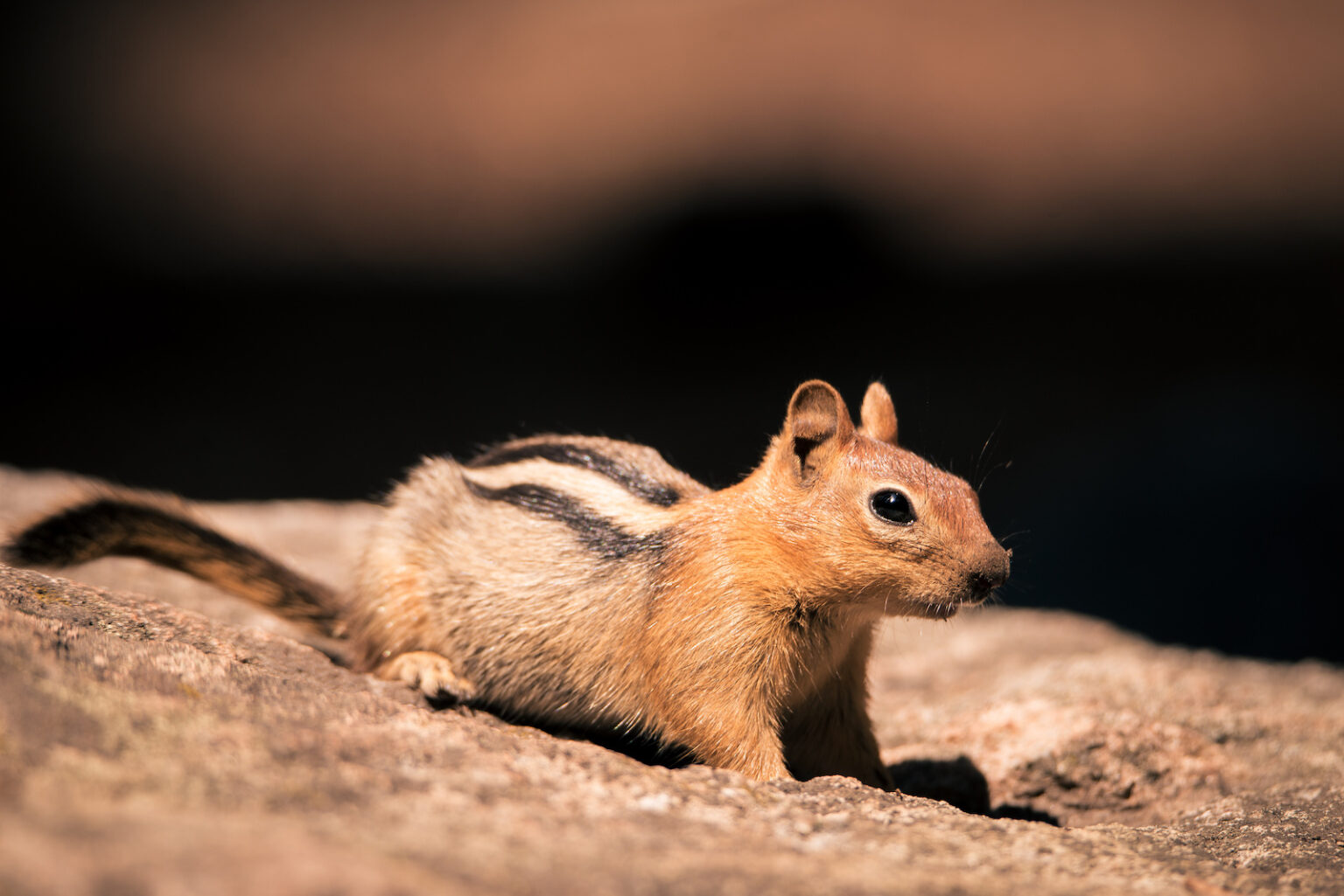 103 Animals That Start with C: From Curious Cheetahs to Colorful ...
