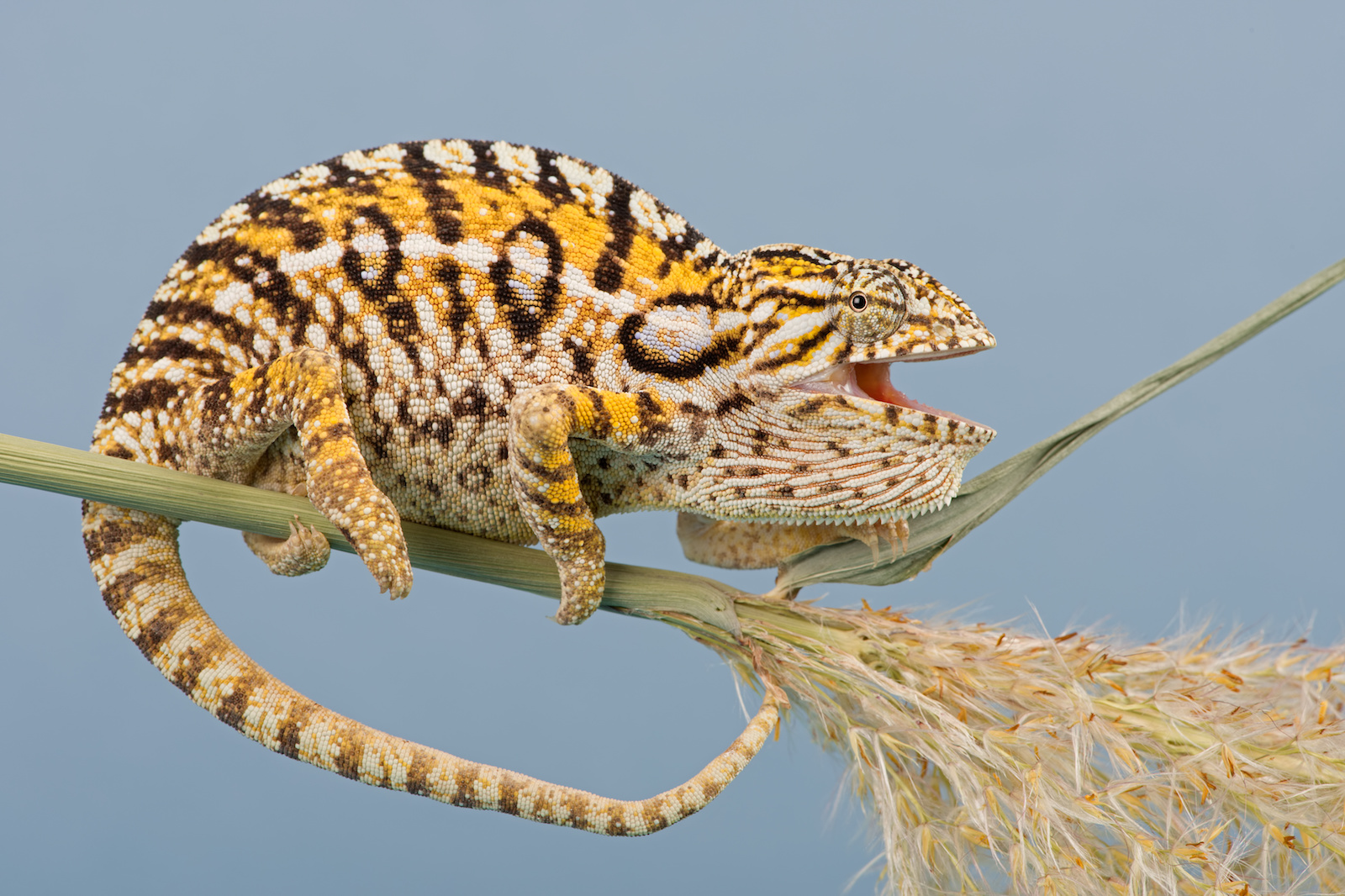 103 Animals That Start with C: From Curious Cheetahs to Colorful ...