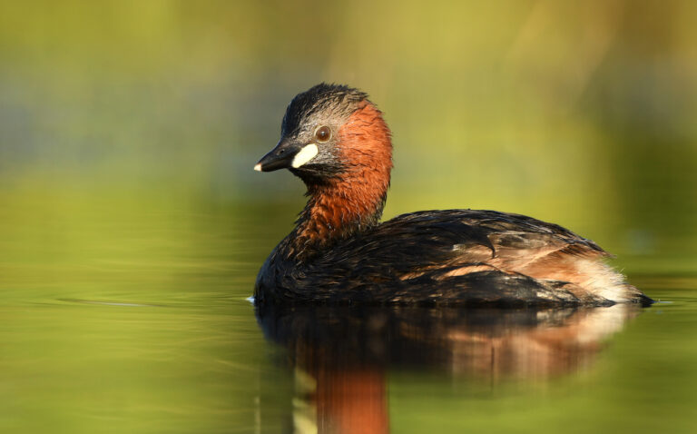 85 Animals That Start with D: From Daring Dolphins to Sturdy Dall Sheep ...