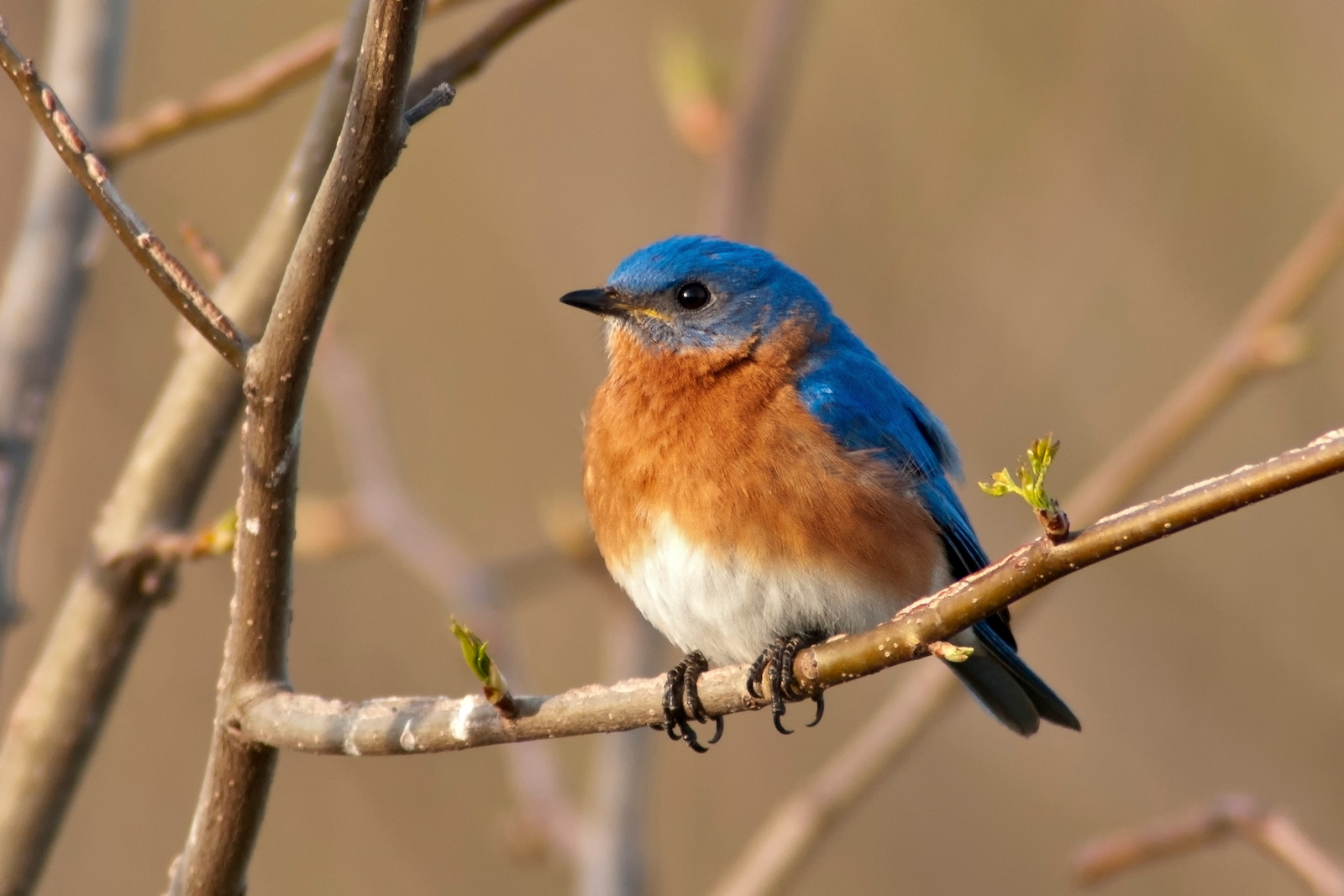 99 Animals That Start with E: From Elusive Eared Quetzals to Enigmatic ...