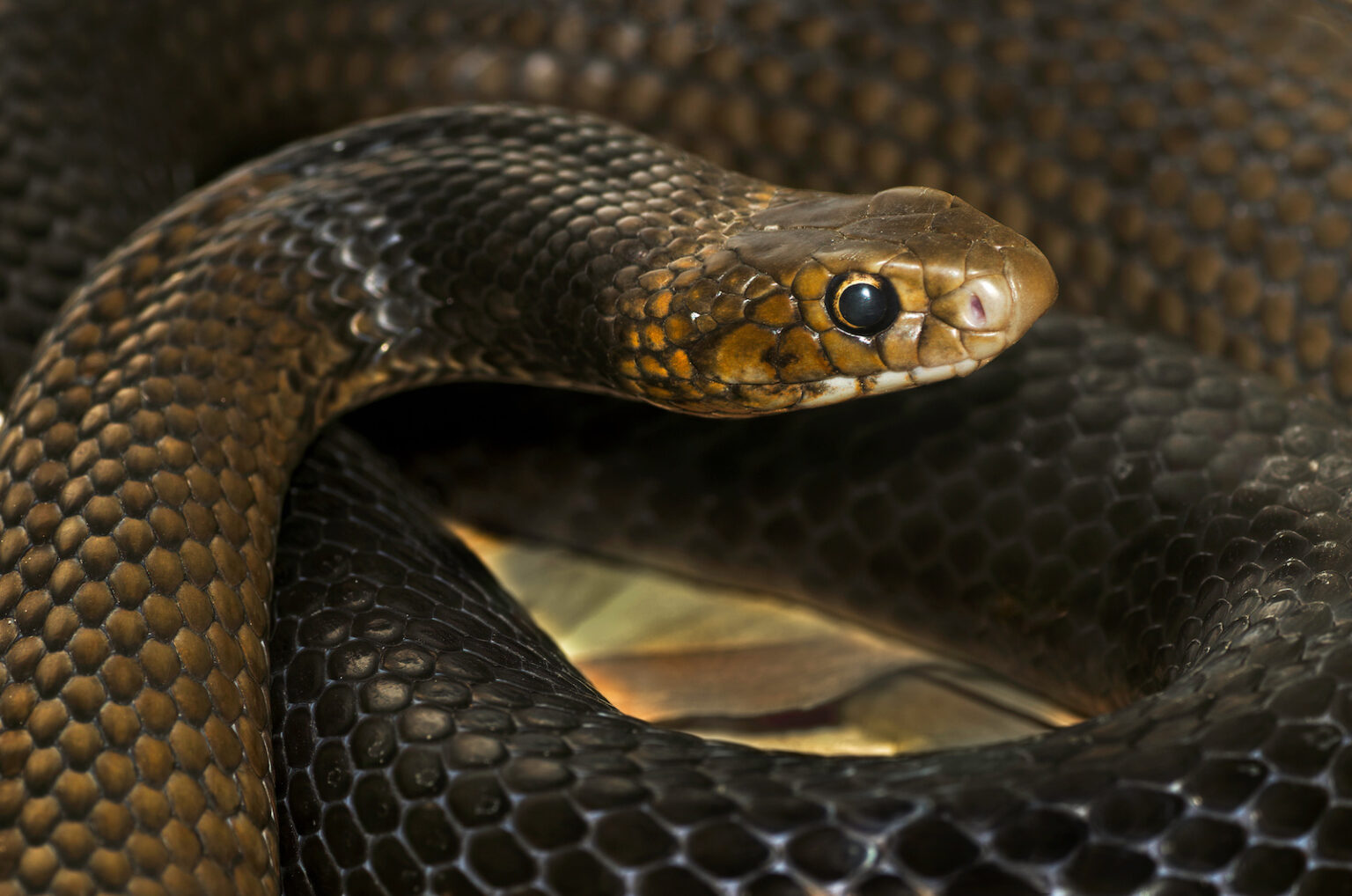 99 Animals That Start with E: From Elusive Eared Quetzals to Enigmatic ...