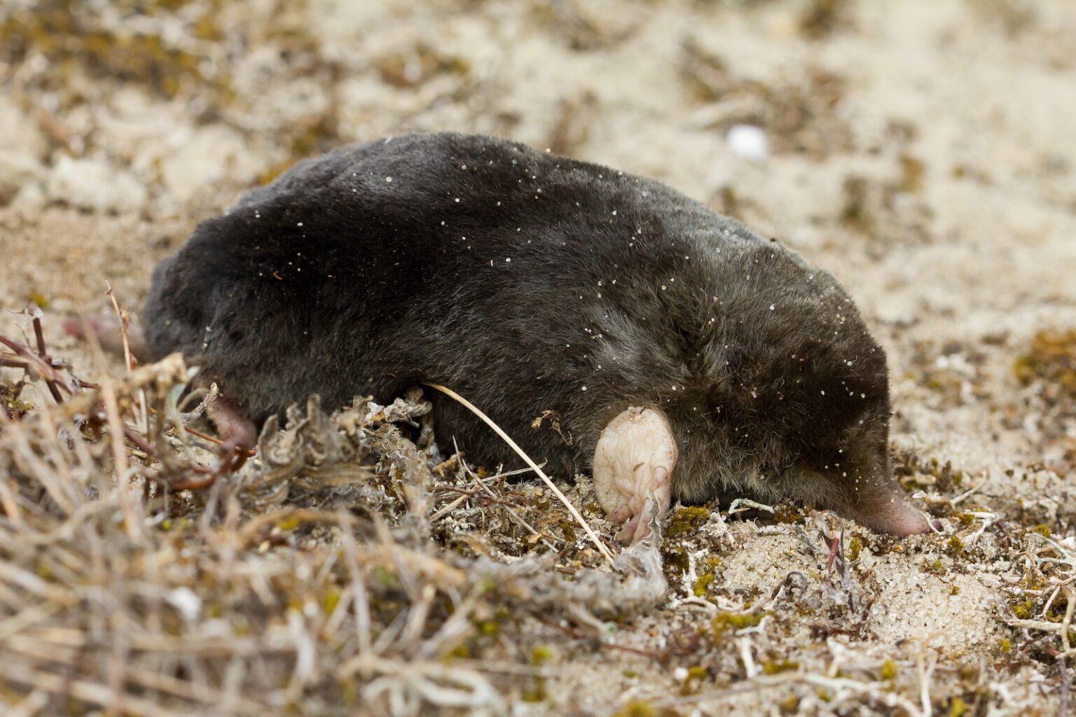 99 Animals That Start with E: From Elusive Eared Quetzals to Enigmatic ...