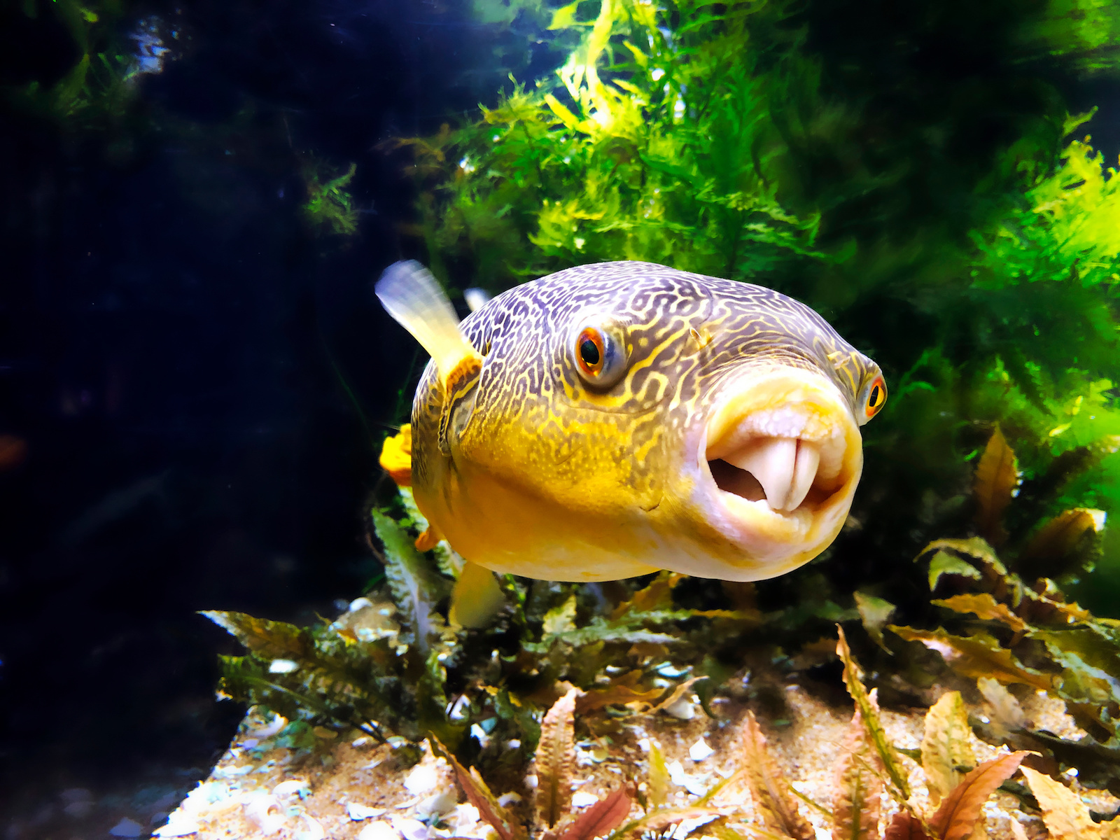 90 Animals That Start with F: From Fierce Fahaka Pufferfish to Playful ...