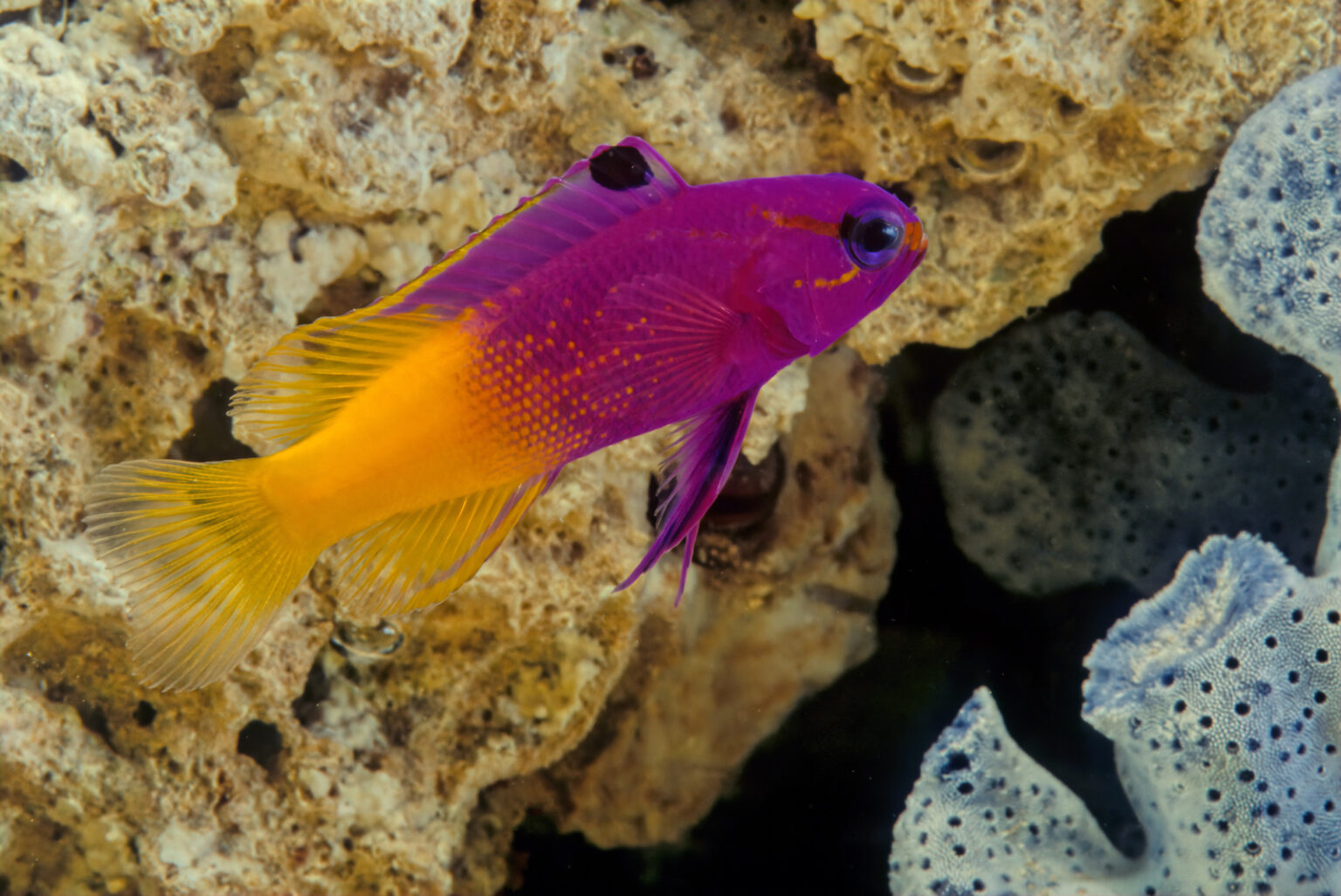 90 Animals That Start with F: From Fierce Fahaka Pufferfish to Playful ...