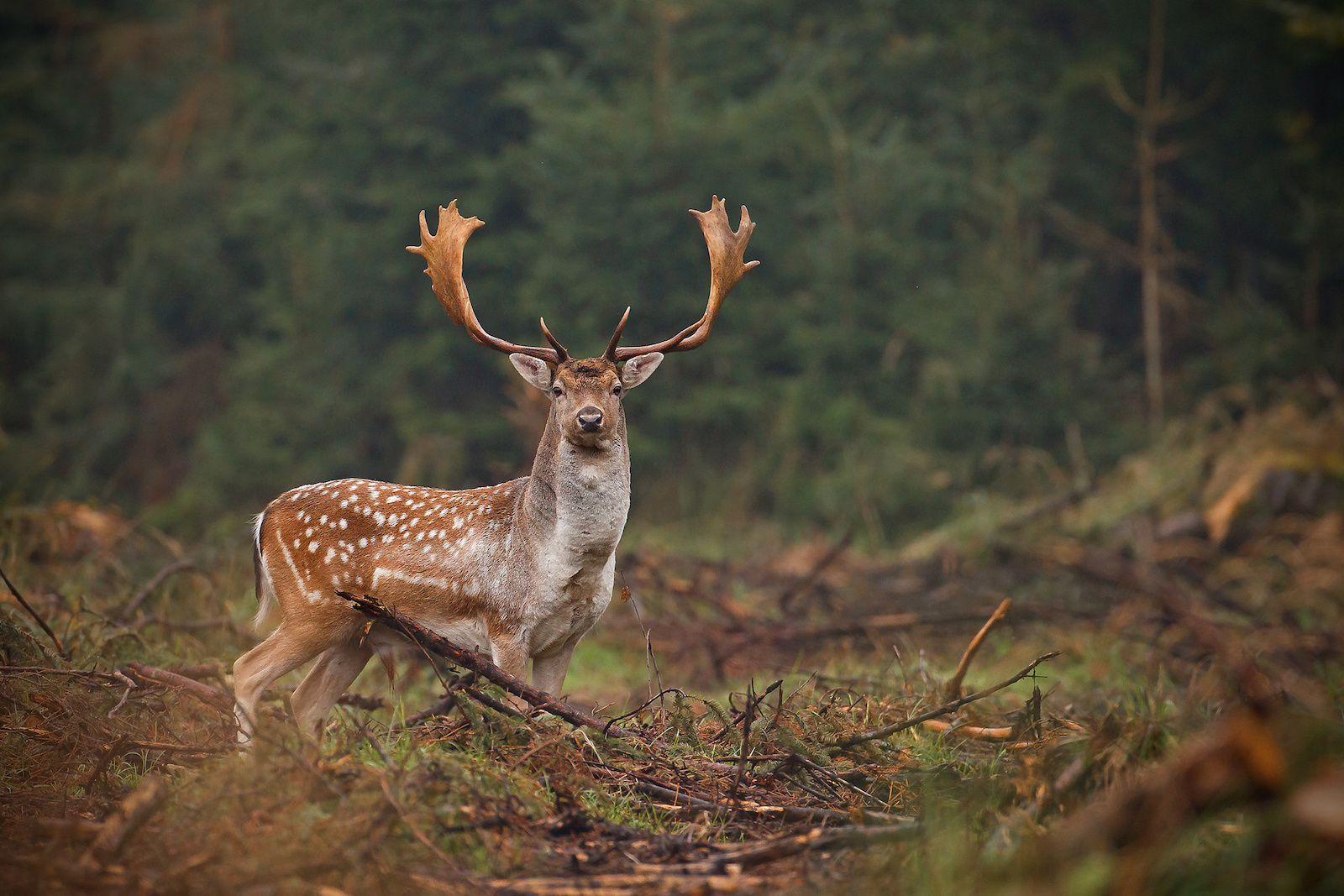 90 Animals That Start with F: From Fierce Fahaka Pufferfish to Playful ...