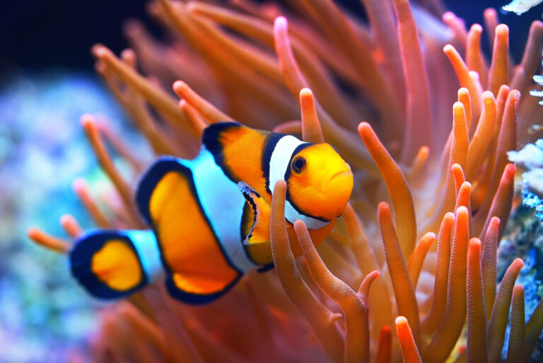 90 Animals That Start with F: From Fierce Fahaka Pufferfish to Playful ...