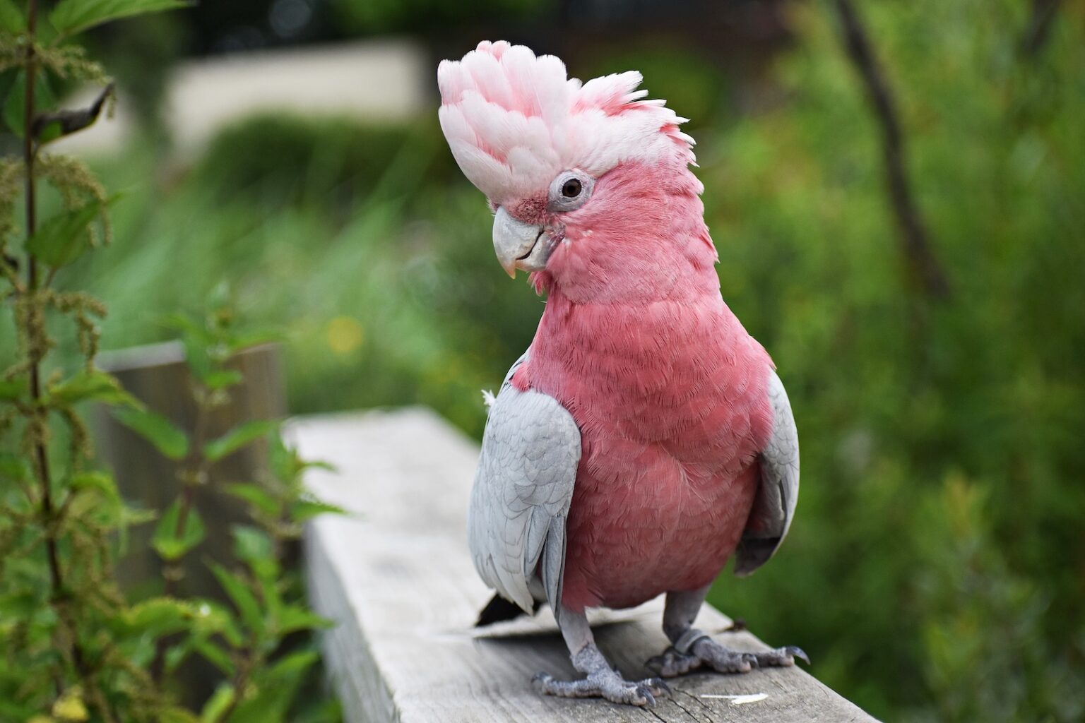 102 Animals That Start with G: From Graceful Gemsboks to Giant Giraffes ...