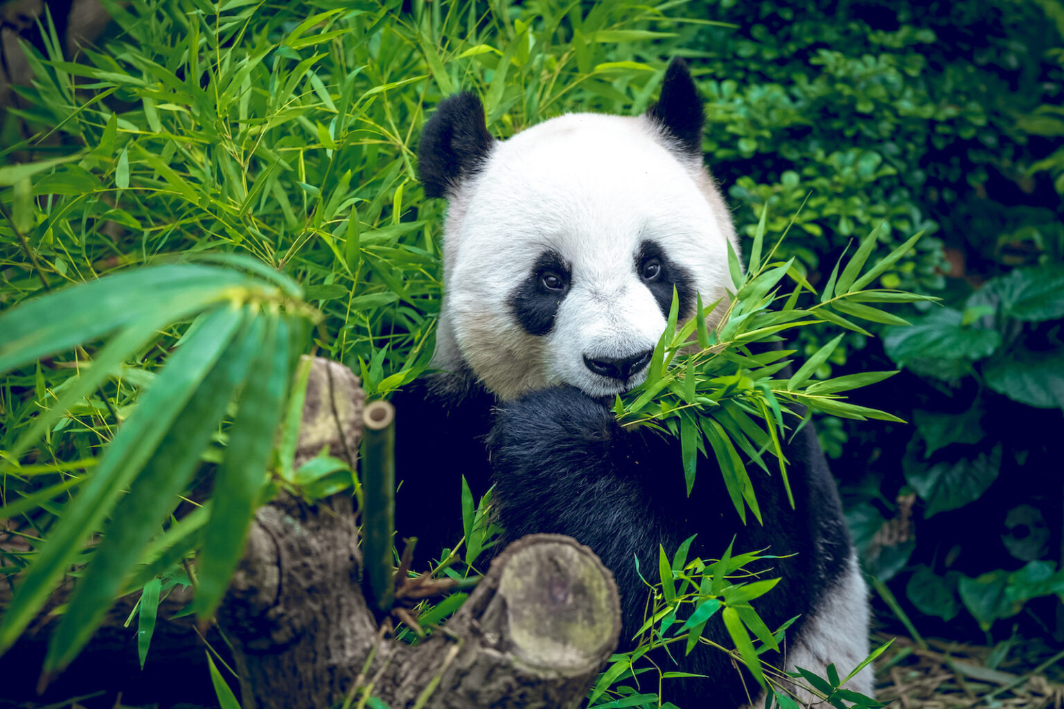 101 Animals That Start with P: From Swift Pumas to Striking Peacock ...
