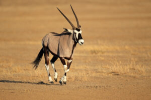 102 Animals That Start with G: From Graceful Gemsboks to Giant Giraffes ...