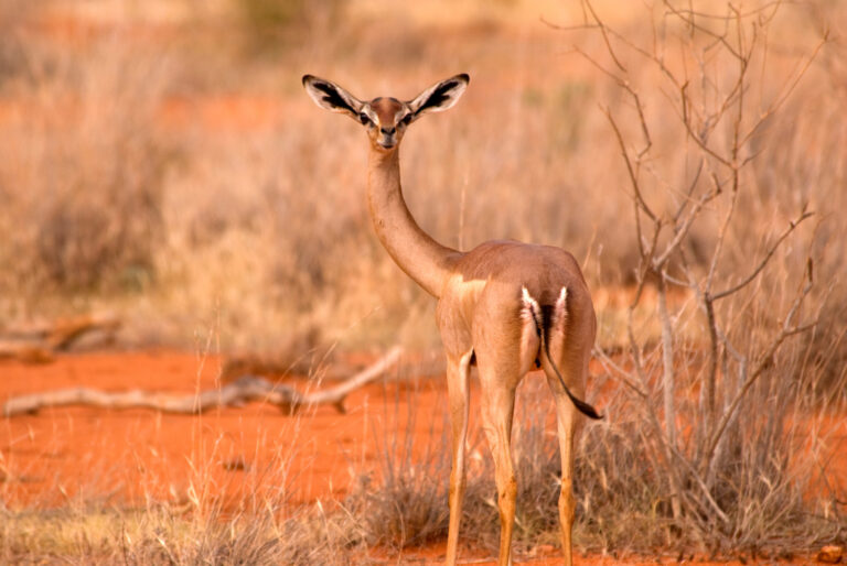 102 Animals That Start with G: From Graceful Gemsboks to Giant Giraffes ...