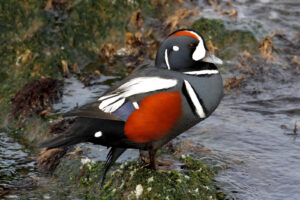 81 Animals That Start with H: From Humble Woodpeckers to Majestic Hawks ...