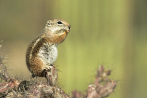81 Animals That Start with H: From Humble Woodpeckers to Majestic Hawks ...