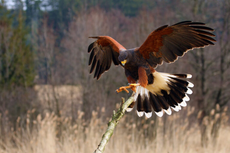 81 Animals That Start with H: From Humble Woodpeckers to Majestic Hawks ...