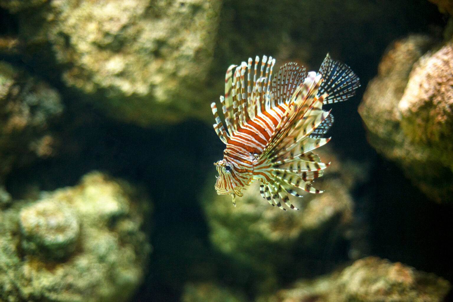 81 Animals That Start with H: From Humble Woodpeckers to Majestic Hawks ...