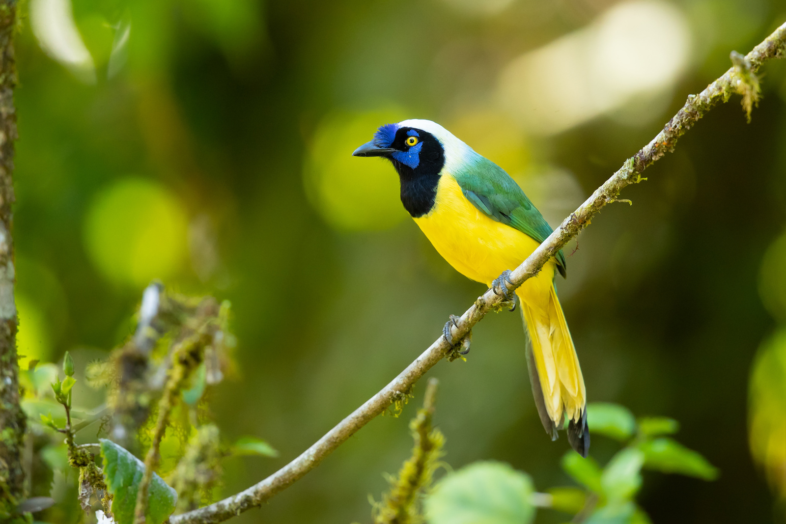 76 Animals That Start with I: From Intelligent Ibexes to Impressive ...