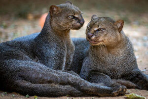 76 Animals That Start with J: From Jungle Jaguars to Jazzy Jack ...
