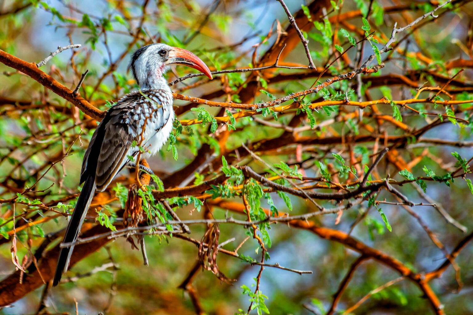 76 Animals That Start with J: From Jungle Jaguars to Jazzy Jack ...