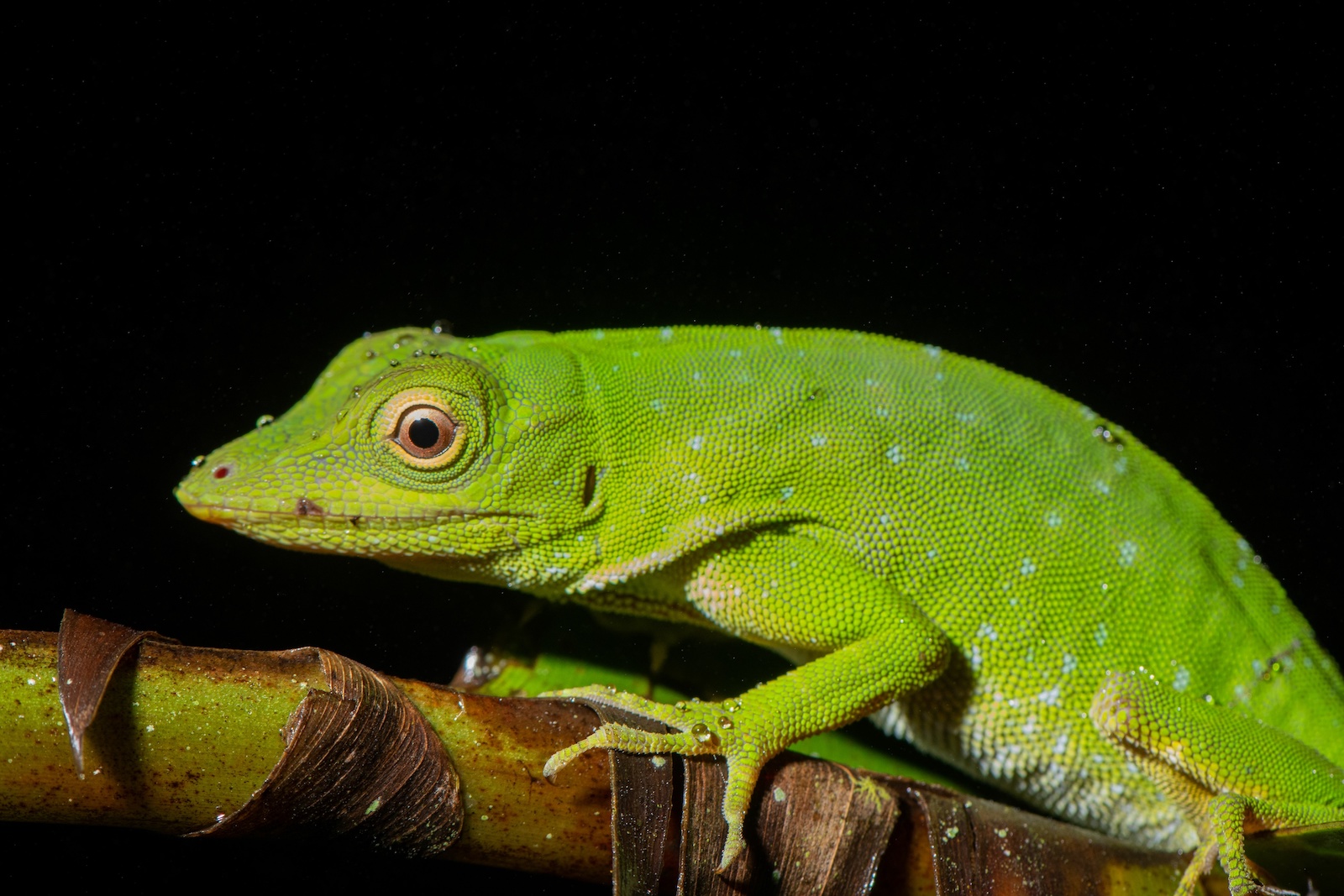 76 Animals That Start with J: From Jungle Jaguars to Jazzy Jack ...