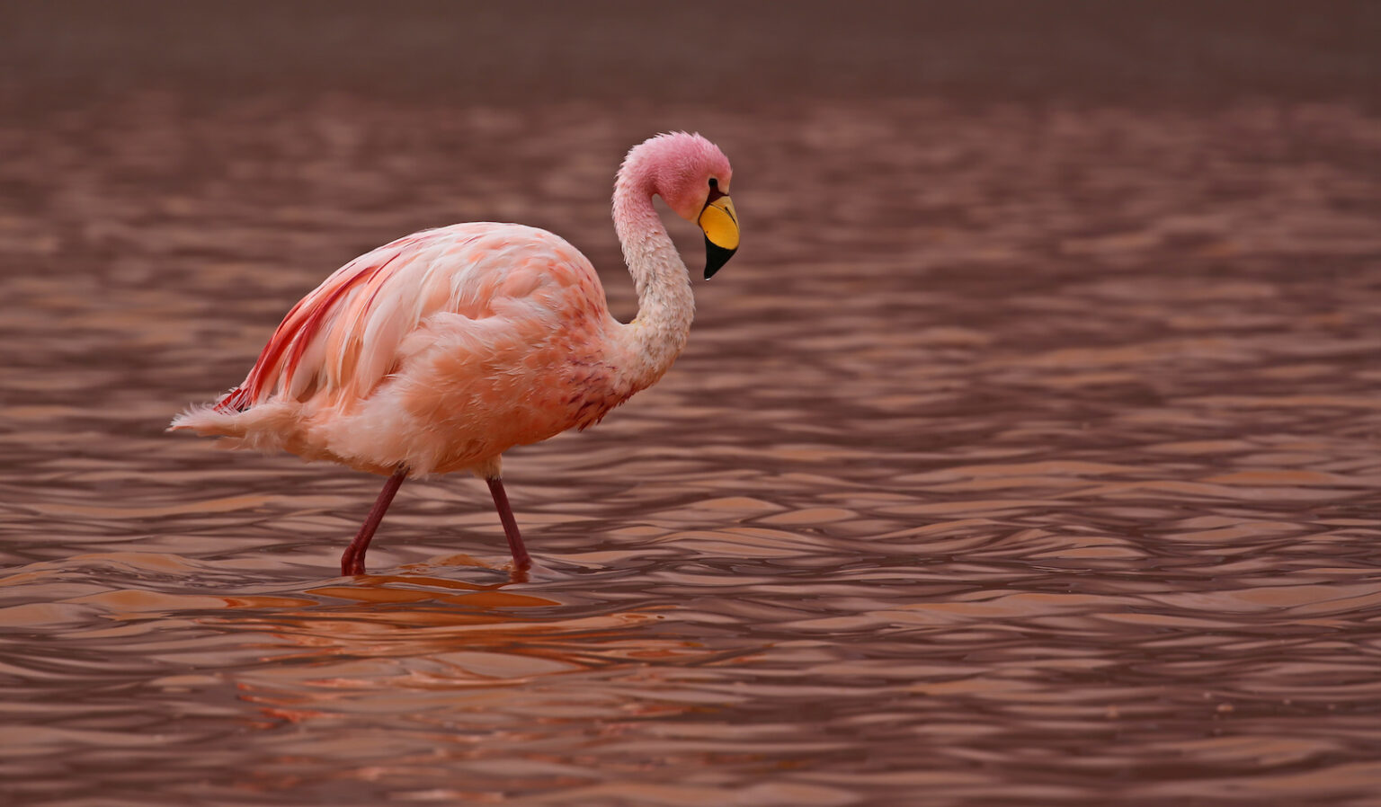 76 Animals That Start with J: From Jungle Jaguars to Jazzy Jack ...