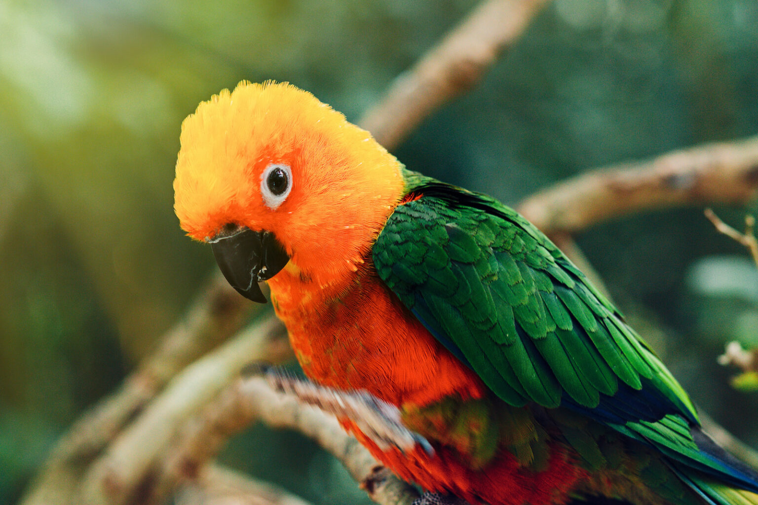 76 Animals That Start with J: From Jungle Jaguars to Jazzy Jack ...