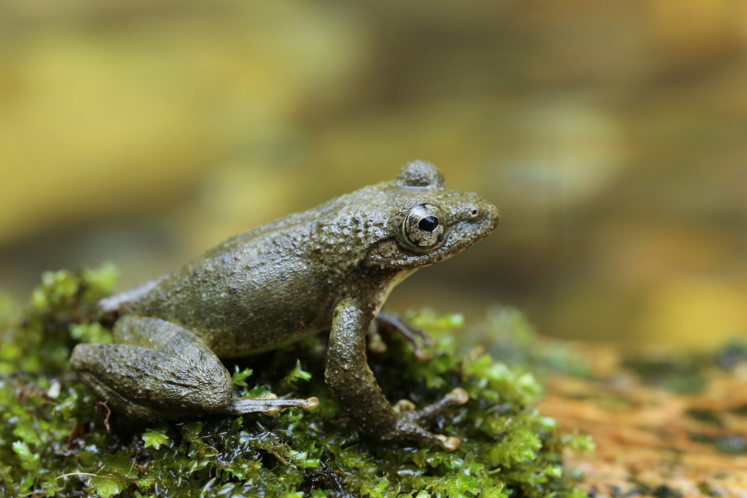 77 Animals That Start with K: From Sly King Cobras to Noble King ...