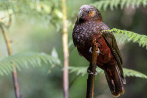 77 Animals That Start with K: From Sly King Cobras to Noble King ...