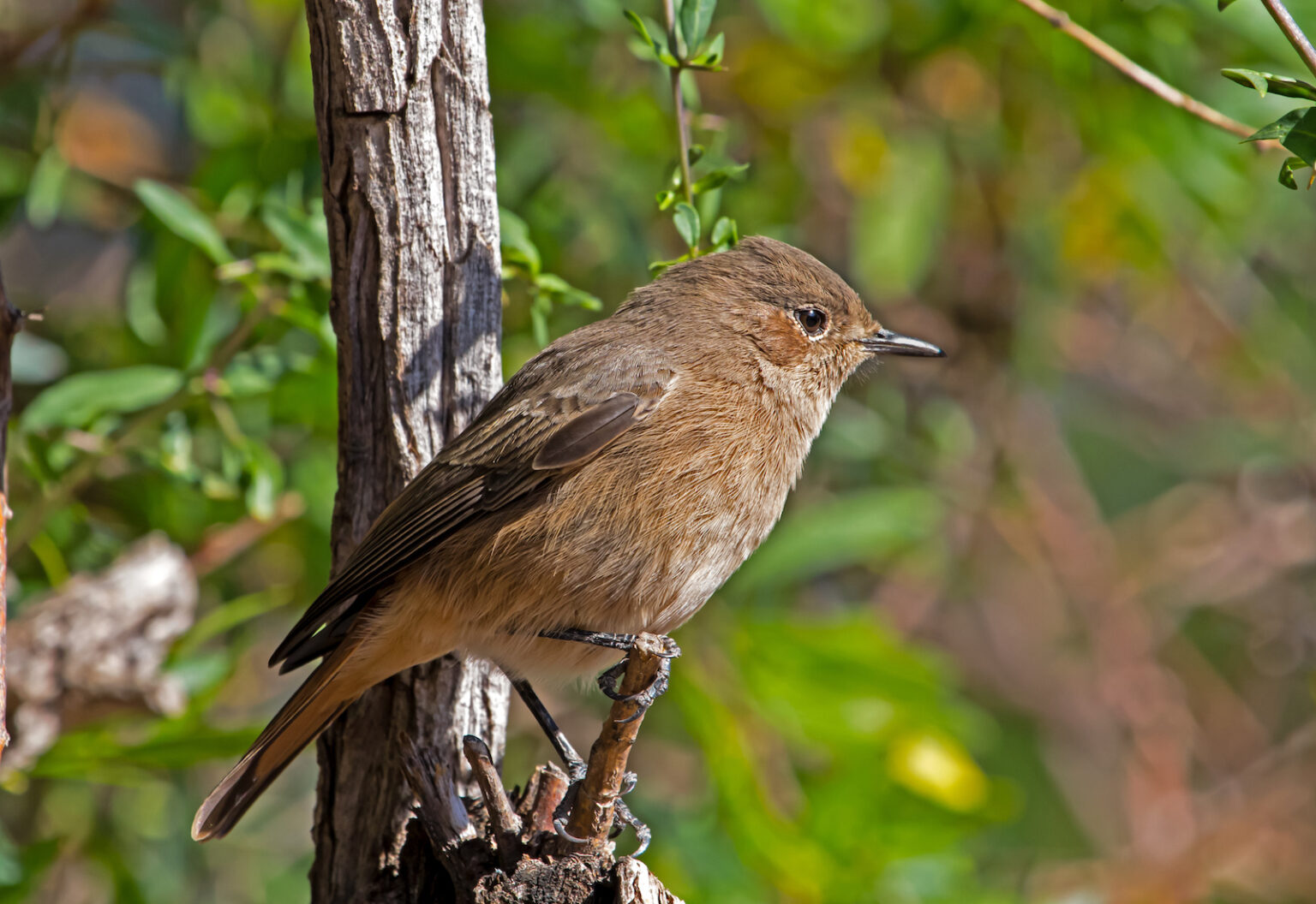 77 Animals That Start with K: From Sly King Cobras to Noble King ...
