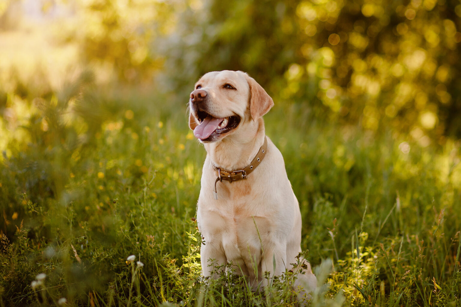 104 Animals That Start with L: From Lively Llamas to Majestic Lions ...