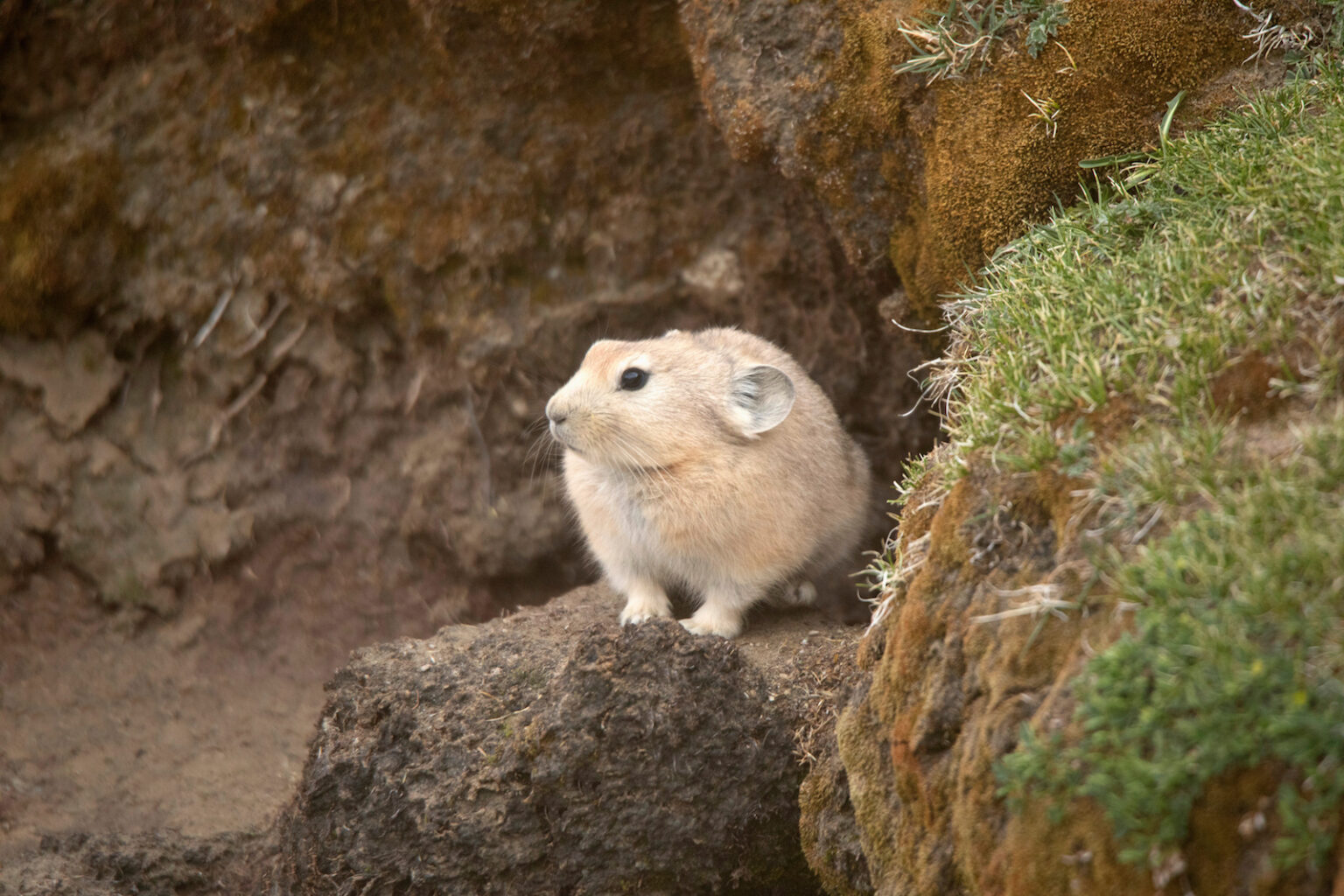 104 Animals That Start with L: From Lively Llamas to Majestic Lions ...