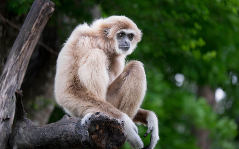 104 Animals That Start with L: From Lively Llamas to Majestic Lions ...