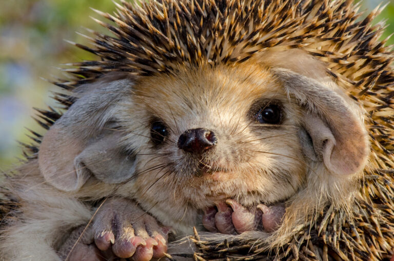 List of Animals (A-Z) – Wildlife Explored