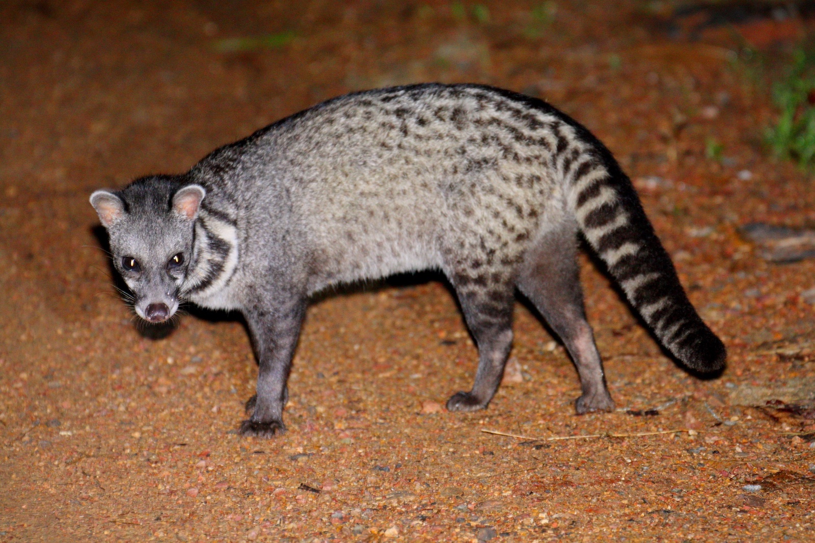 97 Animals That Start with M: From Mighty Moose to Graceful Penguins ...