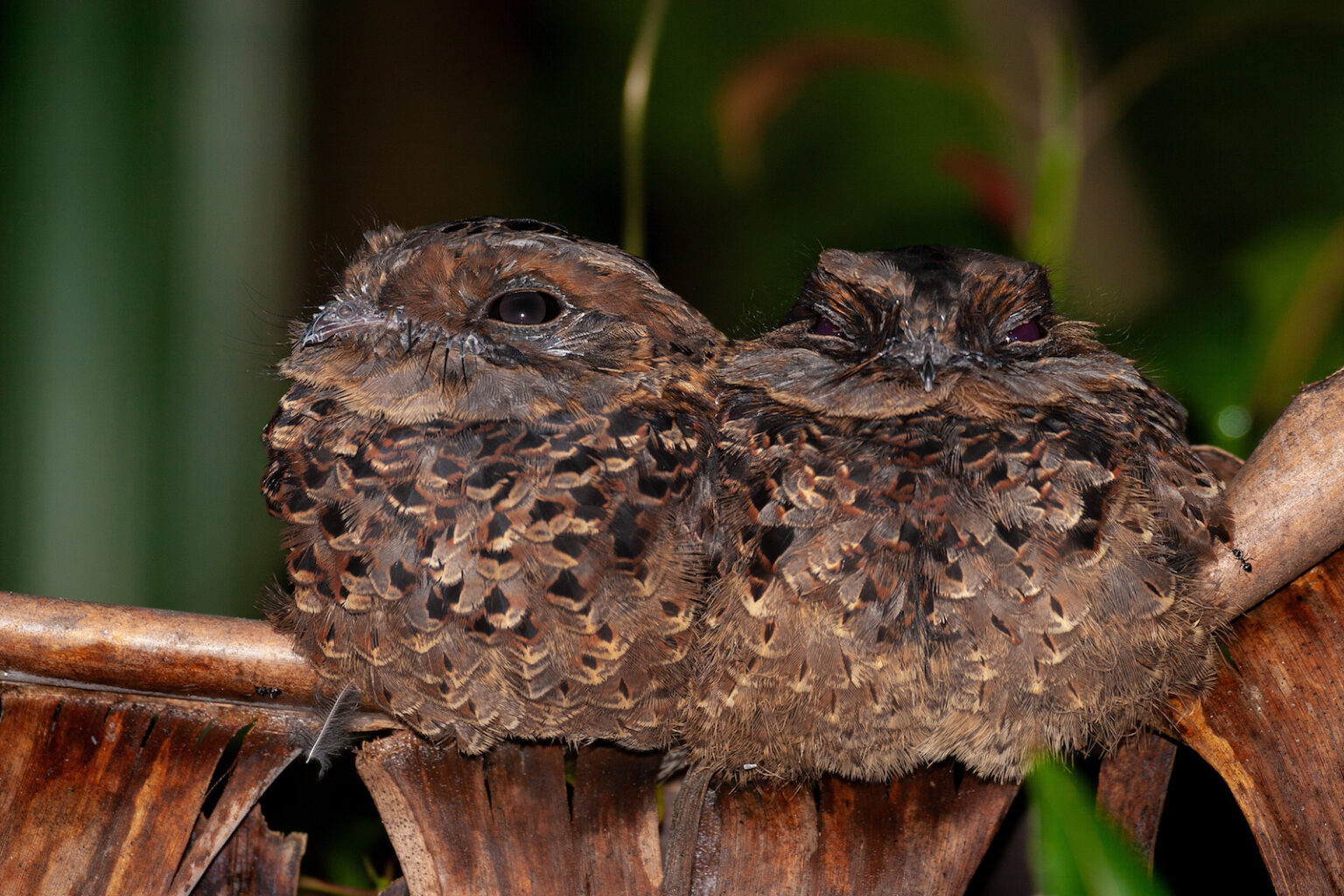 97 Animals That Start with M: From Mighty Moose to Graceful Penguins ...