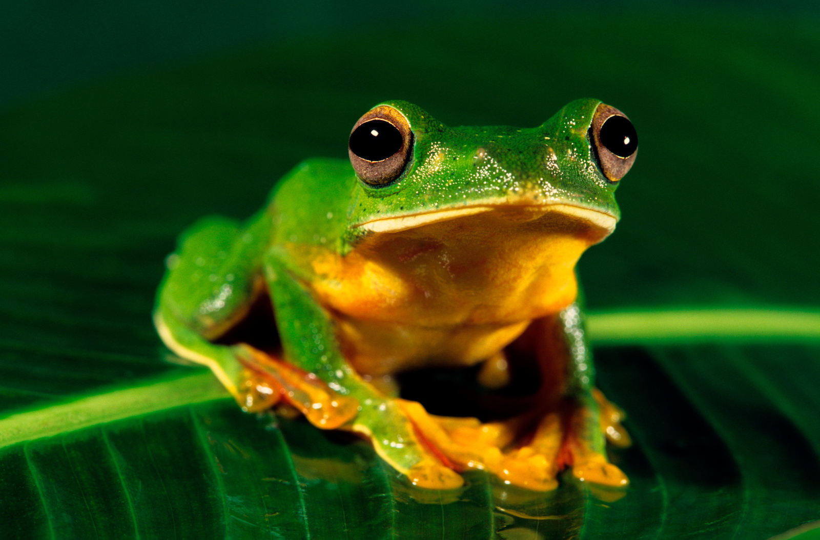 97 Animals That Start with M: From Mighty Moose to Graceful Penguins ...
