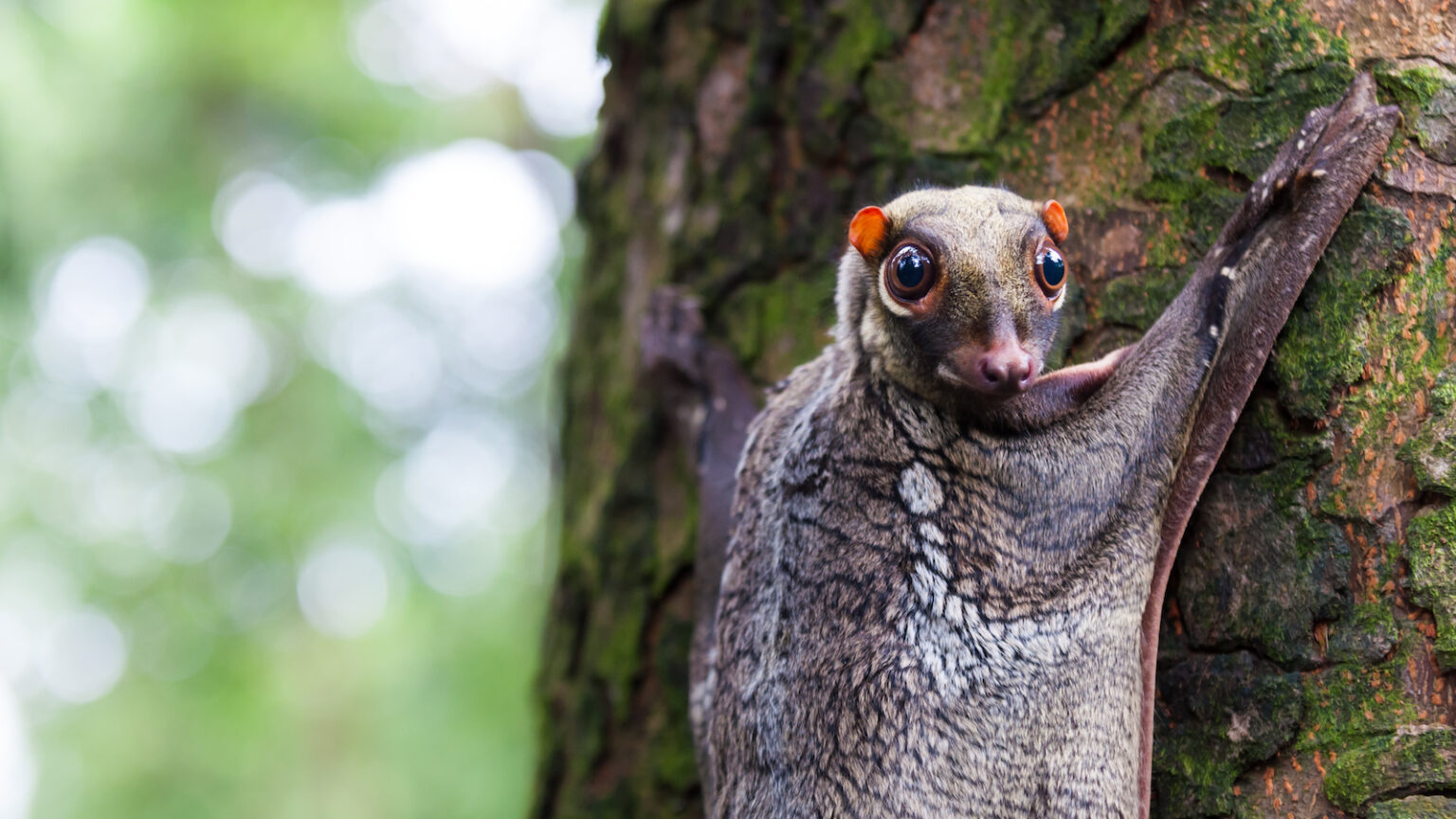 97 Animals That Start with M: From Mighty Moose to Graceful Penguins ...