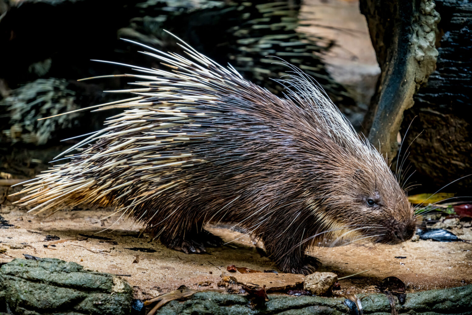 97 Animals That Start with M: From Mighty Moose to Graceful Penguins ...