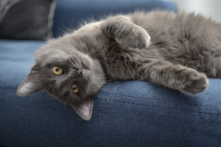 89 Animals That Start with N: From Nimble Newts to Notable Narwhals ...