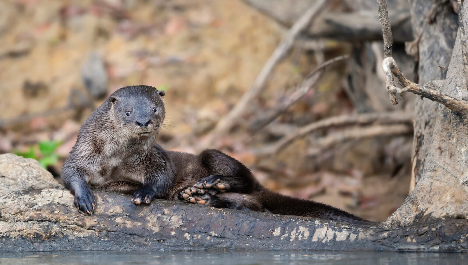 89 Animals That Start with N: From Nimble Newts to Notable Narwhals ...