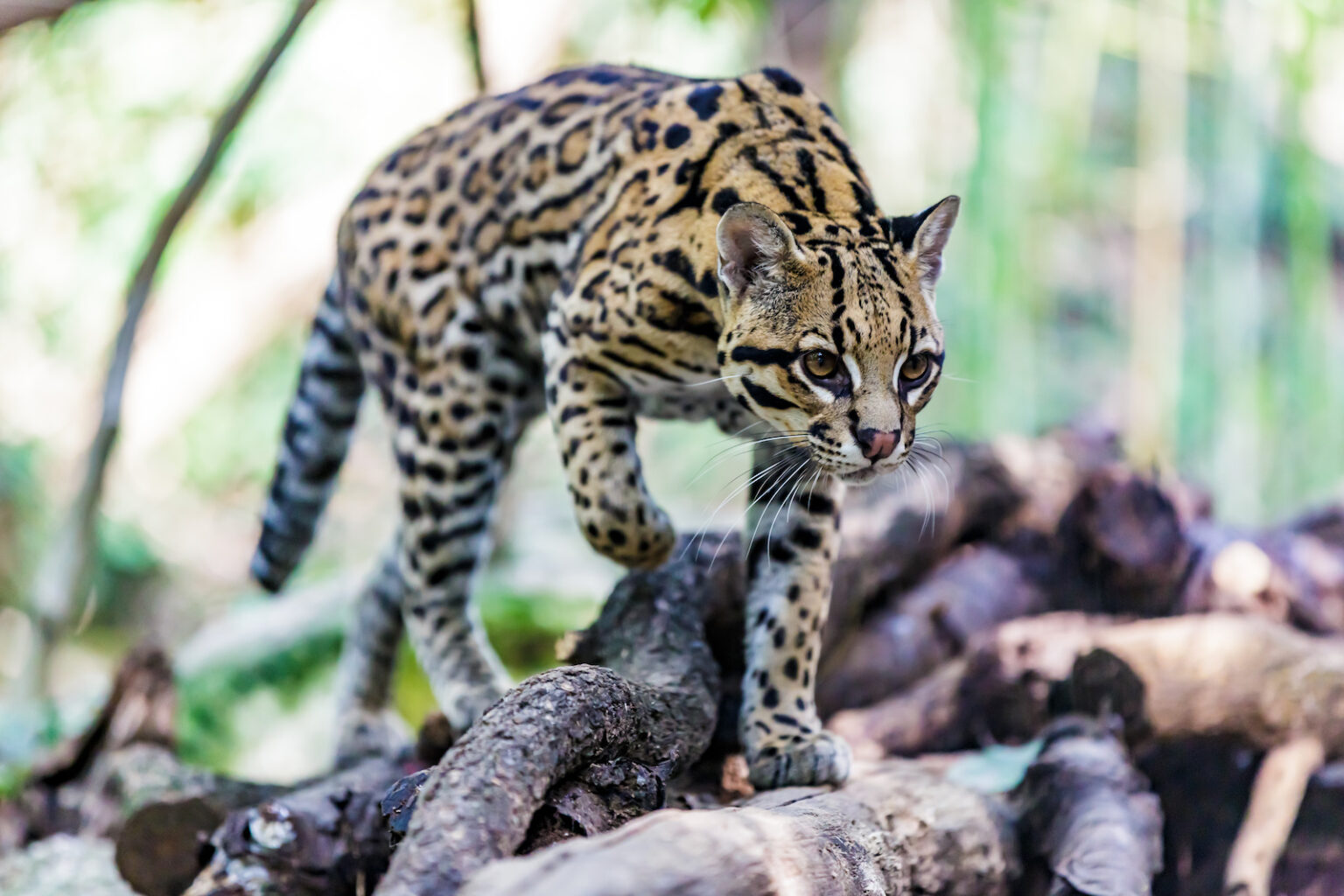 88 Animals That Start with O: From Observant Owls to Agile Ocelots ...