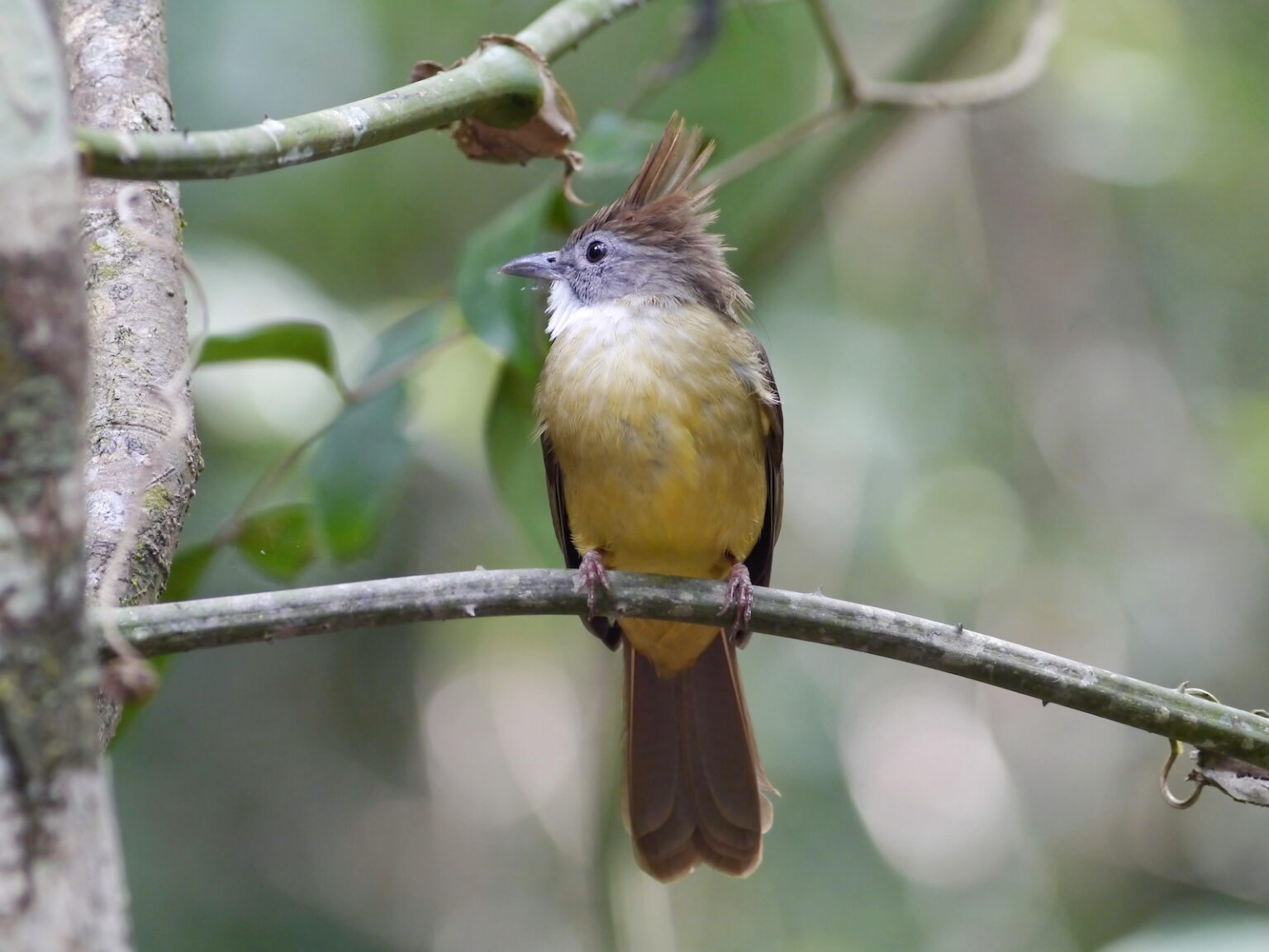 88 Animals That Start with O: From Observant Owls to Agile Ocelots ...