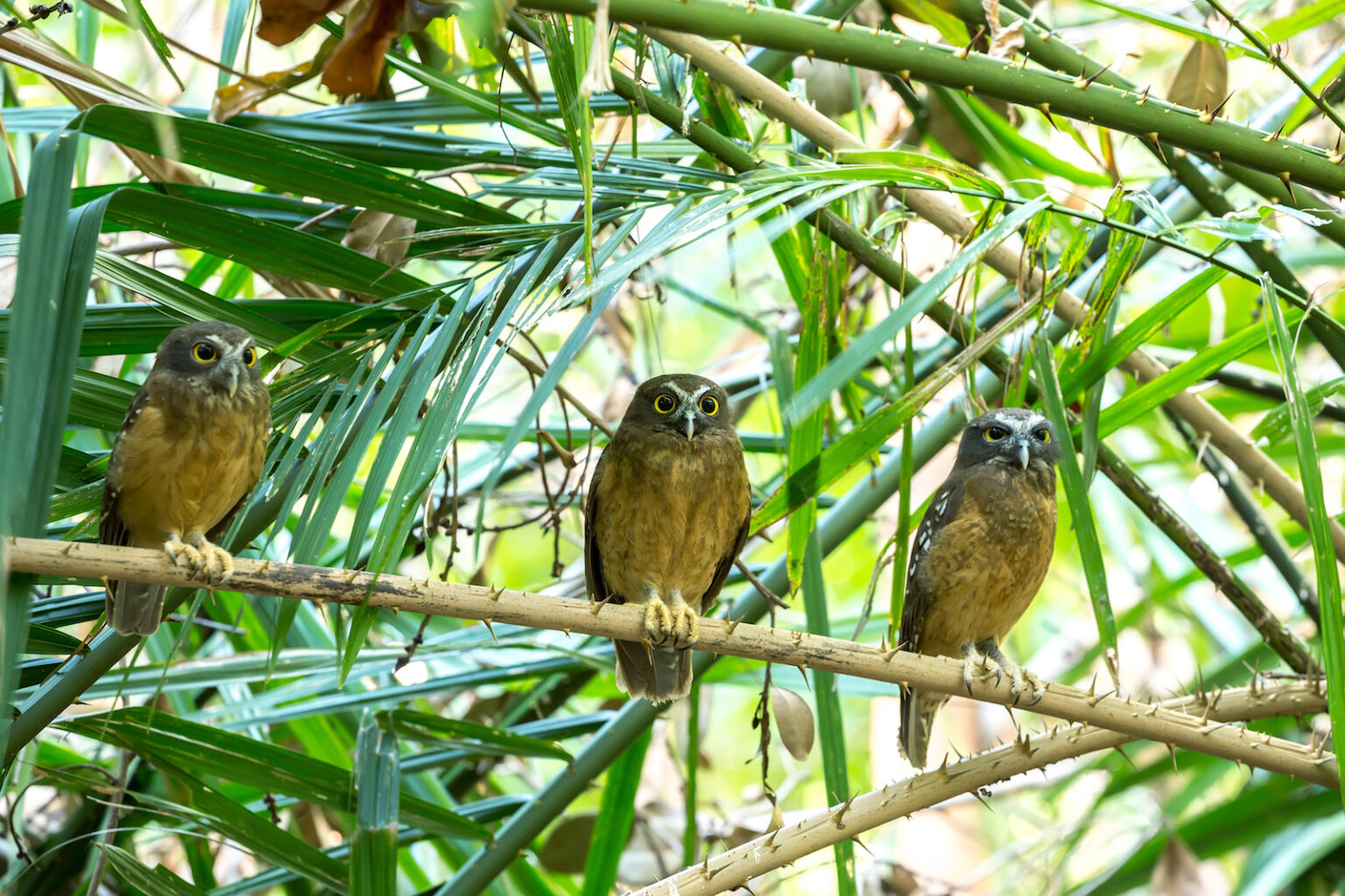 88 Animals That Start with O: From Observant Owls to Agile Ocelots ...